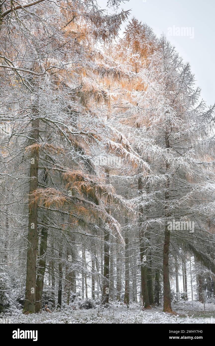 Larch and oak woodland hi-res stock photography and images - Alamy