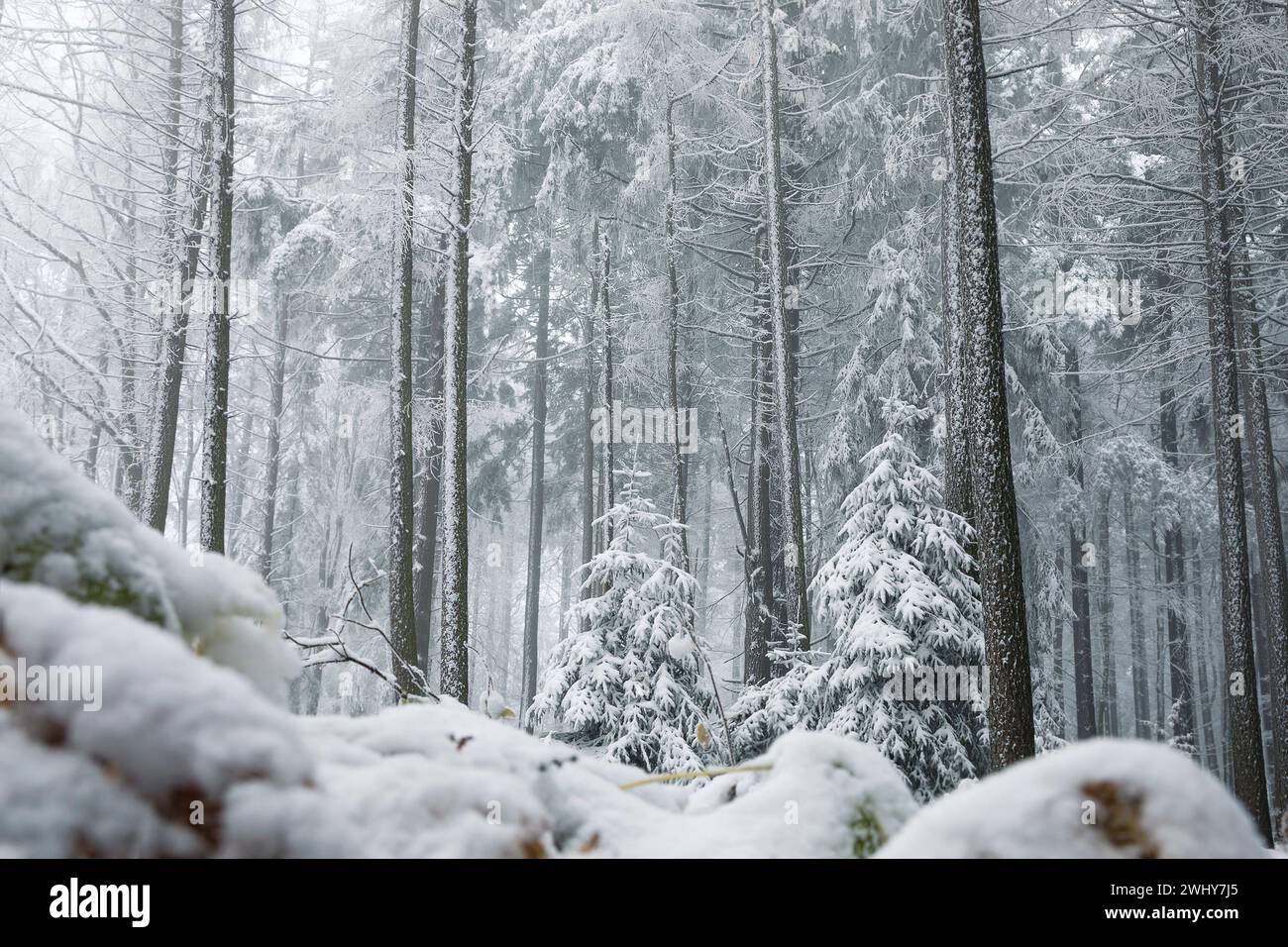Foggy forest snow in hi-res stock photography and images - Alamy