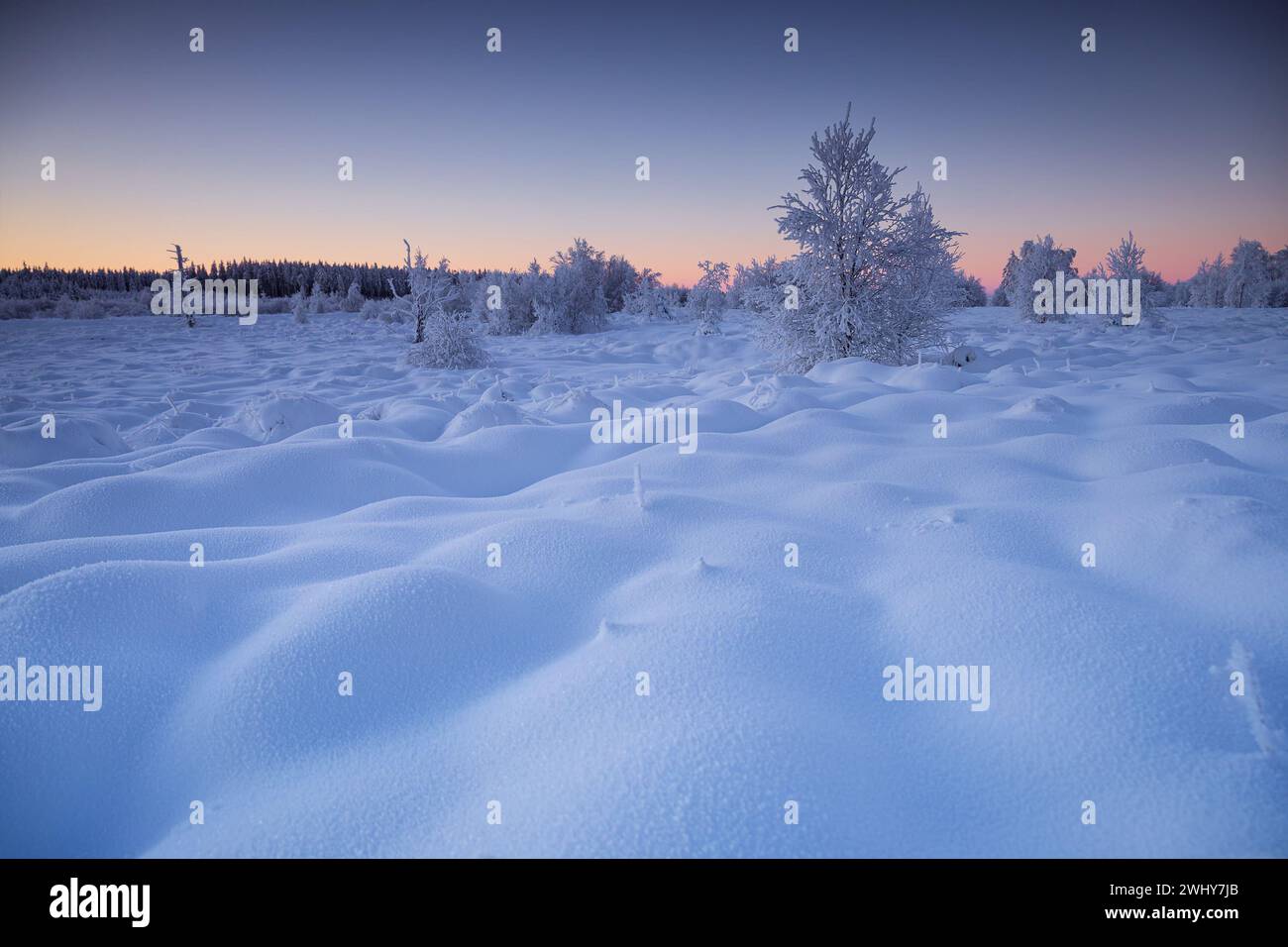 Tree meadow in dawn hi-res stock photography and images - Alamy
