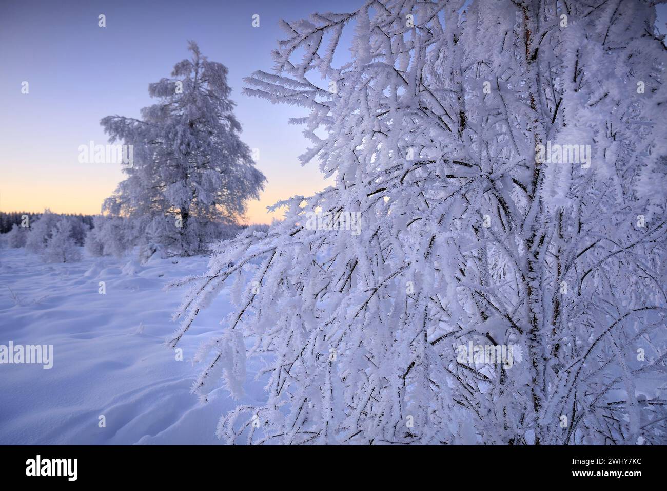 Frost meadow on trees hi-res stock photography and images - Alamy