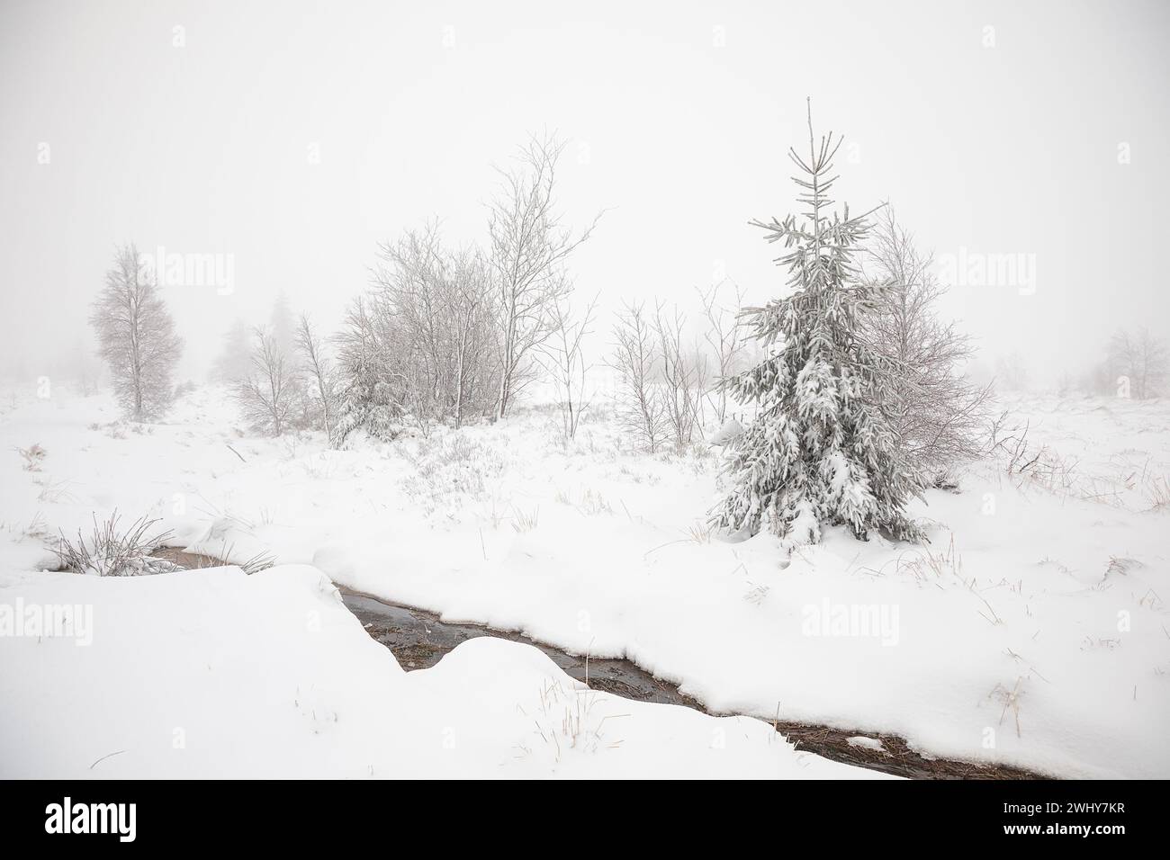 River snow in spruce hi-res stock photography and images - Alamy