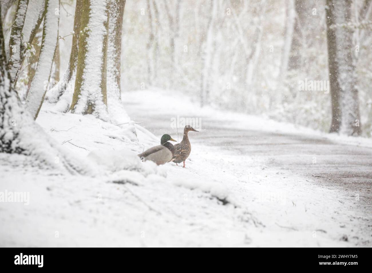 Tree in forest duck hi-res stock photography and images - Alamy