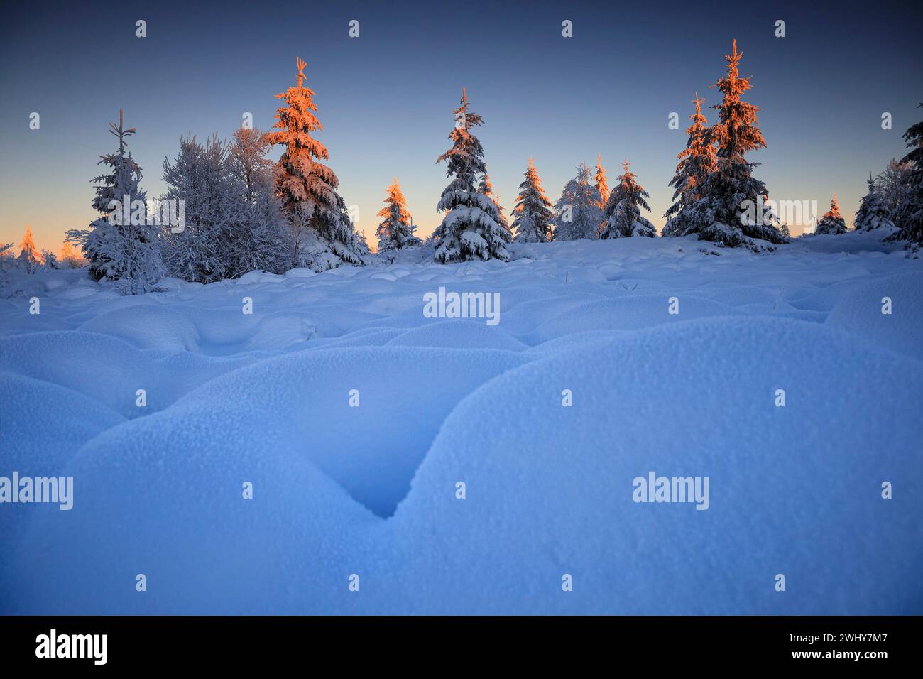 Red spruce trees hi-res stock photography and images - Alamy