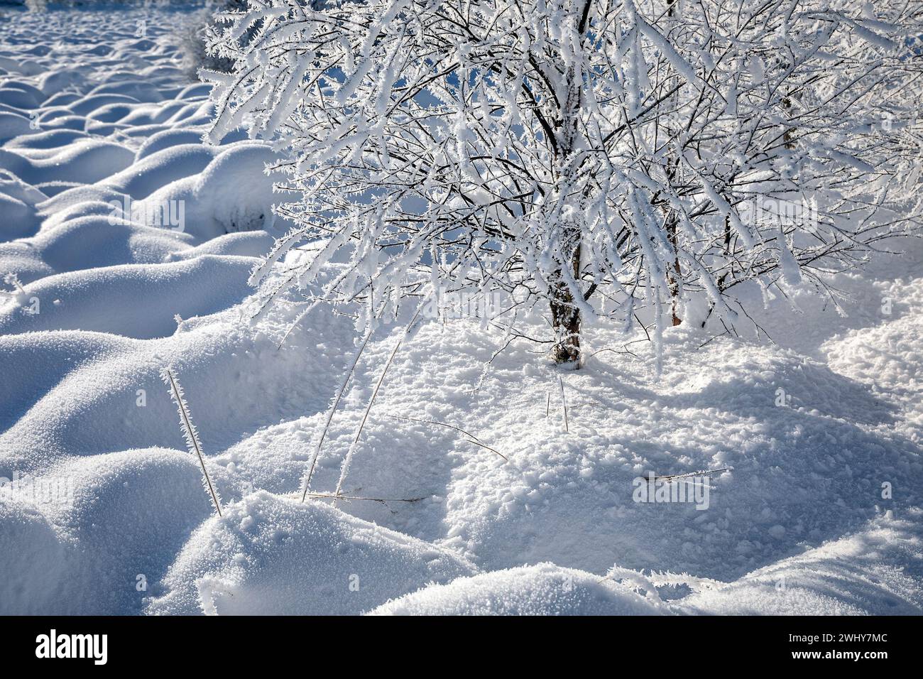 The tree in the frost hi-res stock photography and images - Alamy
