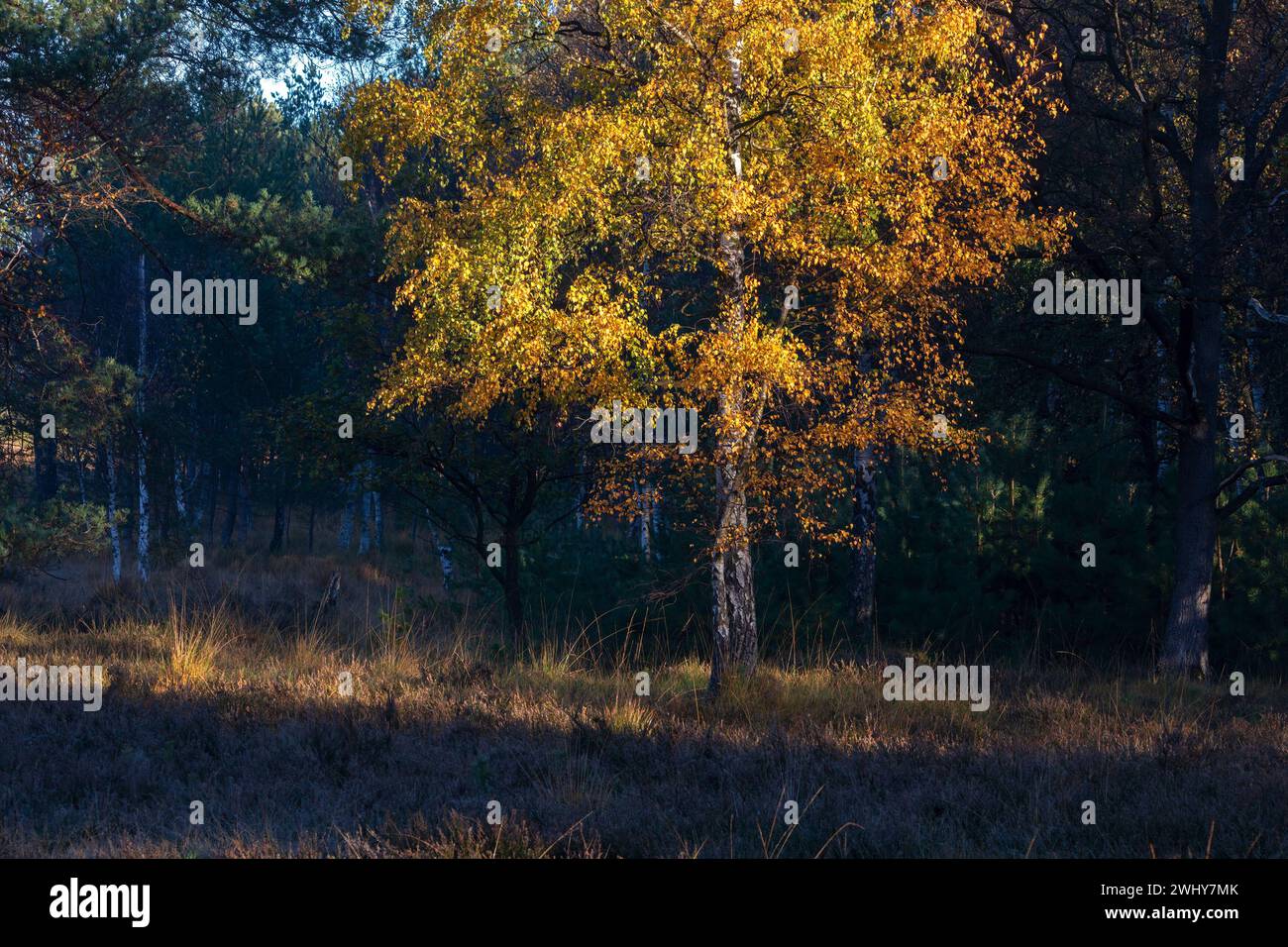 Orange autumn birch tree in sunlight Stock Photo - Alamy