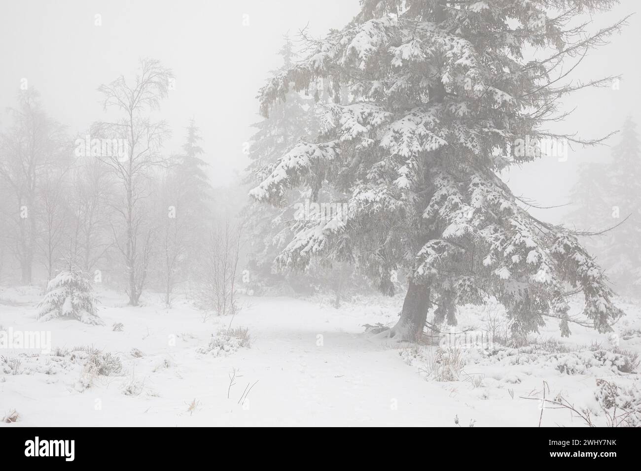 Beautiful forest snow in belgium hi-res stock photography and images ...