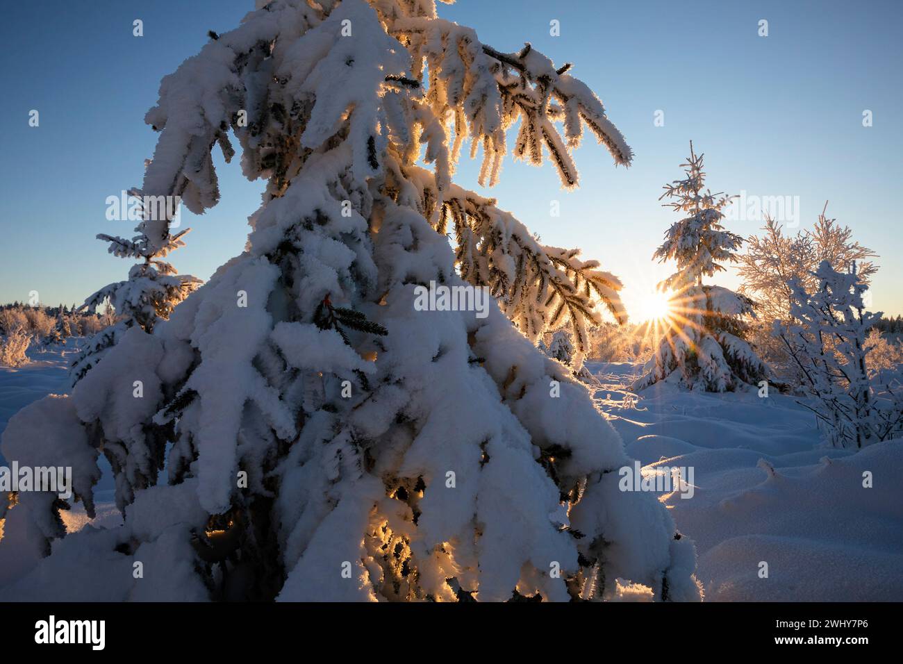 Ice the spruce hi-res stock photography and images - Alamy