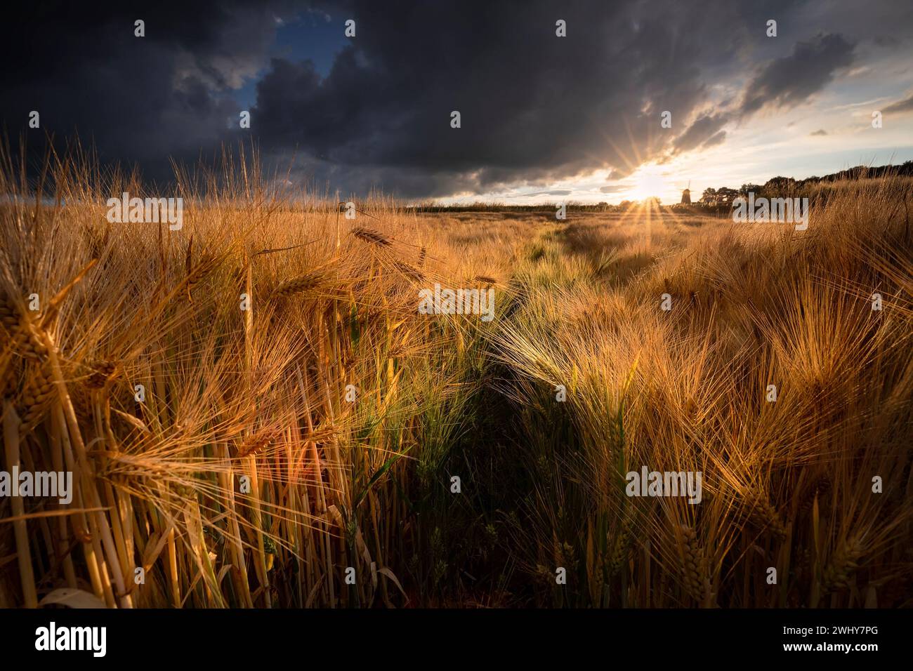 Golden rye field in sunshine Stock Photo - Alamy