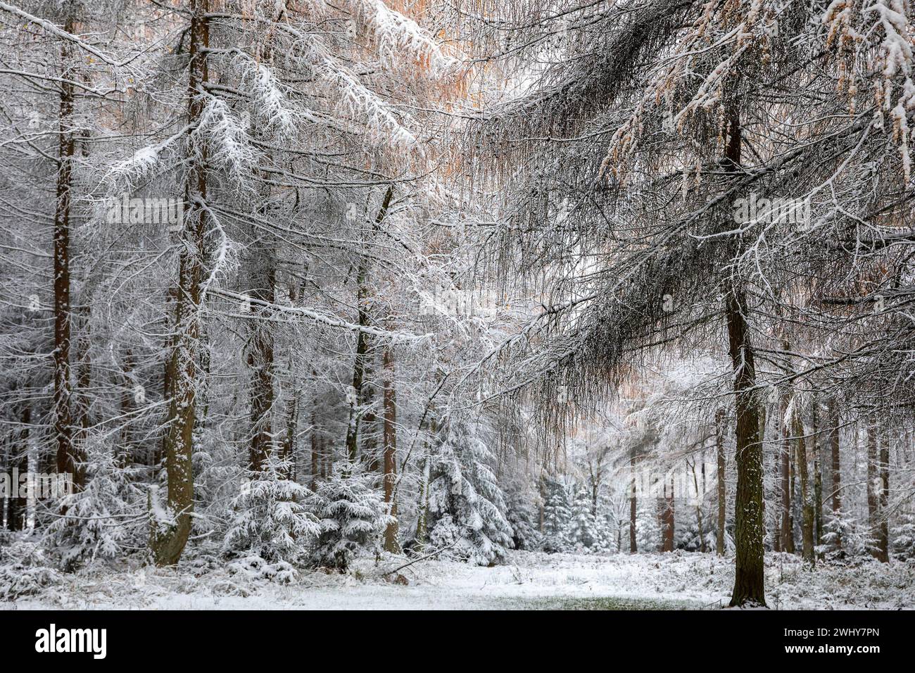 Snowy larch hi-res stock photography and images - Alamy