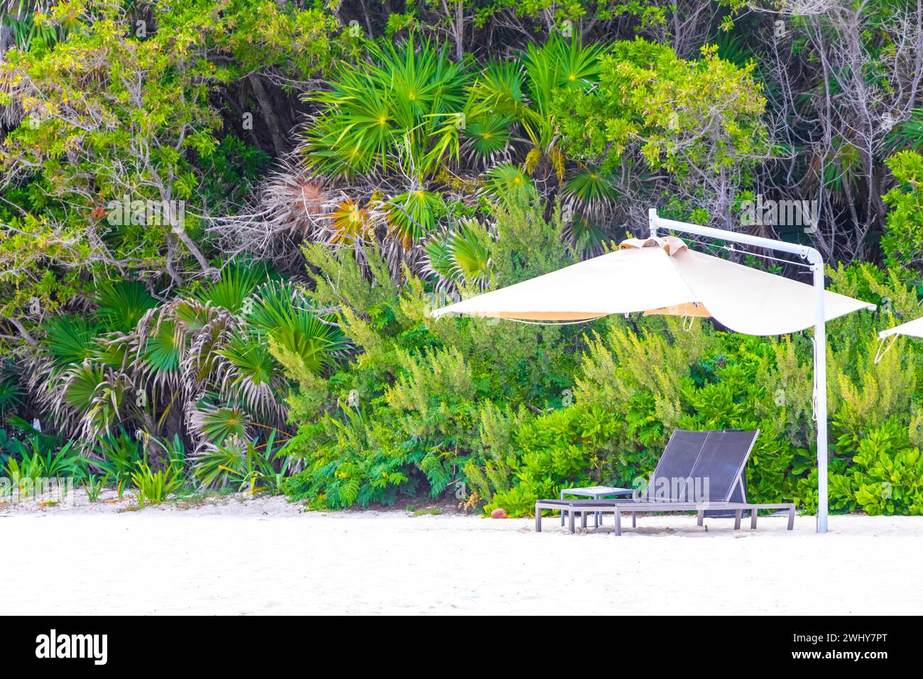 Palapa thatched roofs palm trees parasols umbrellas and sun loungers at ...