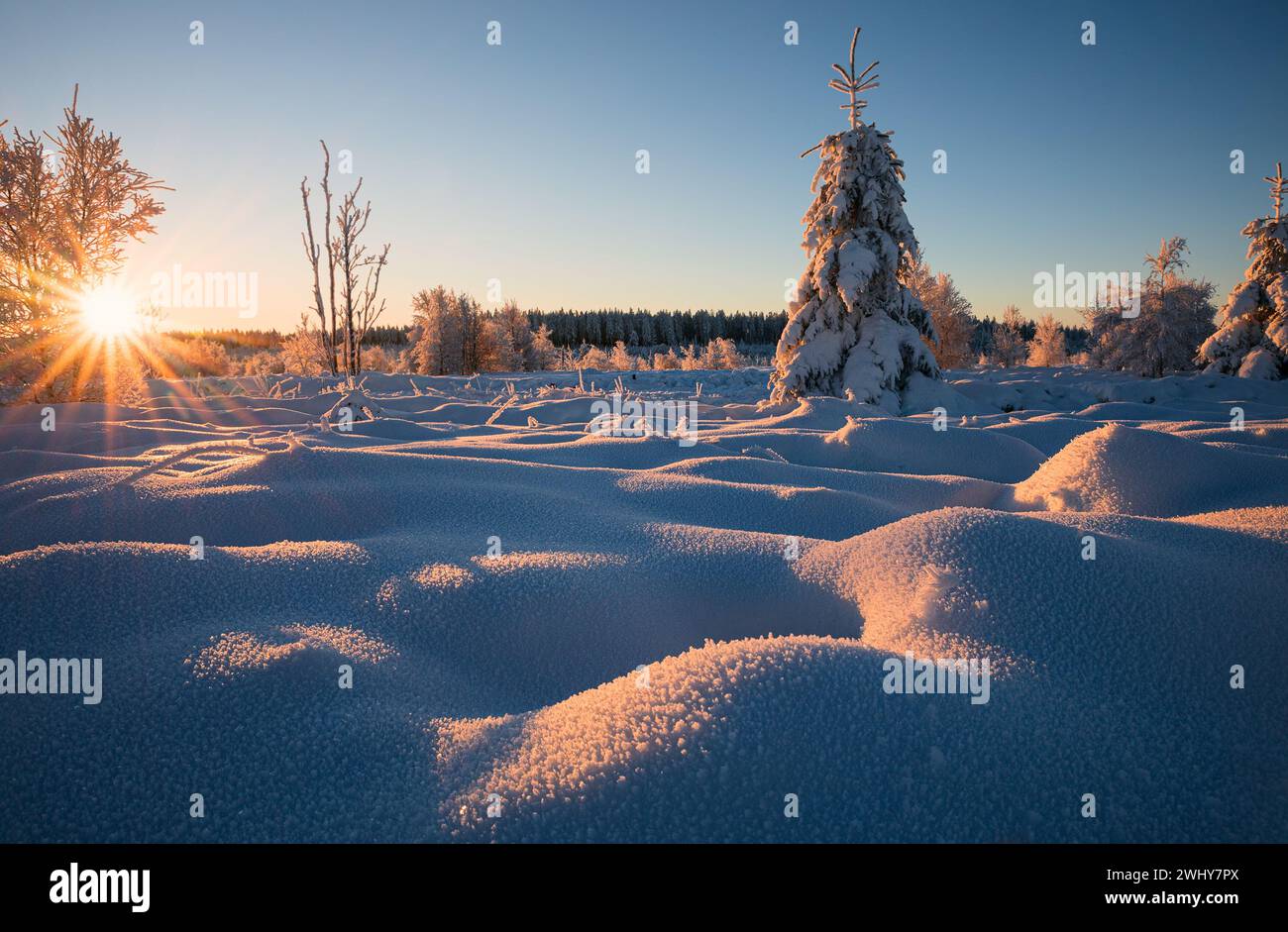 Beautiful sunrise over snowy swamp Stock Photo - Alamy