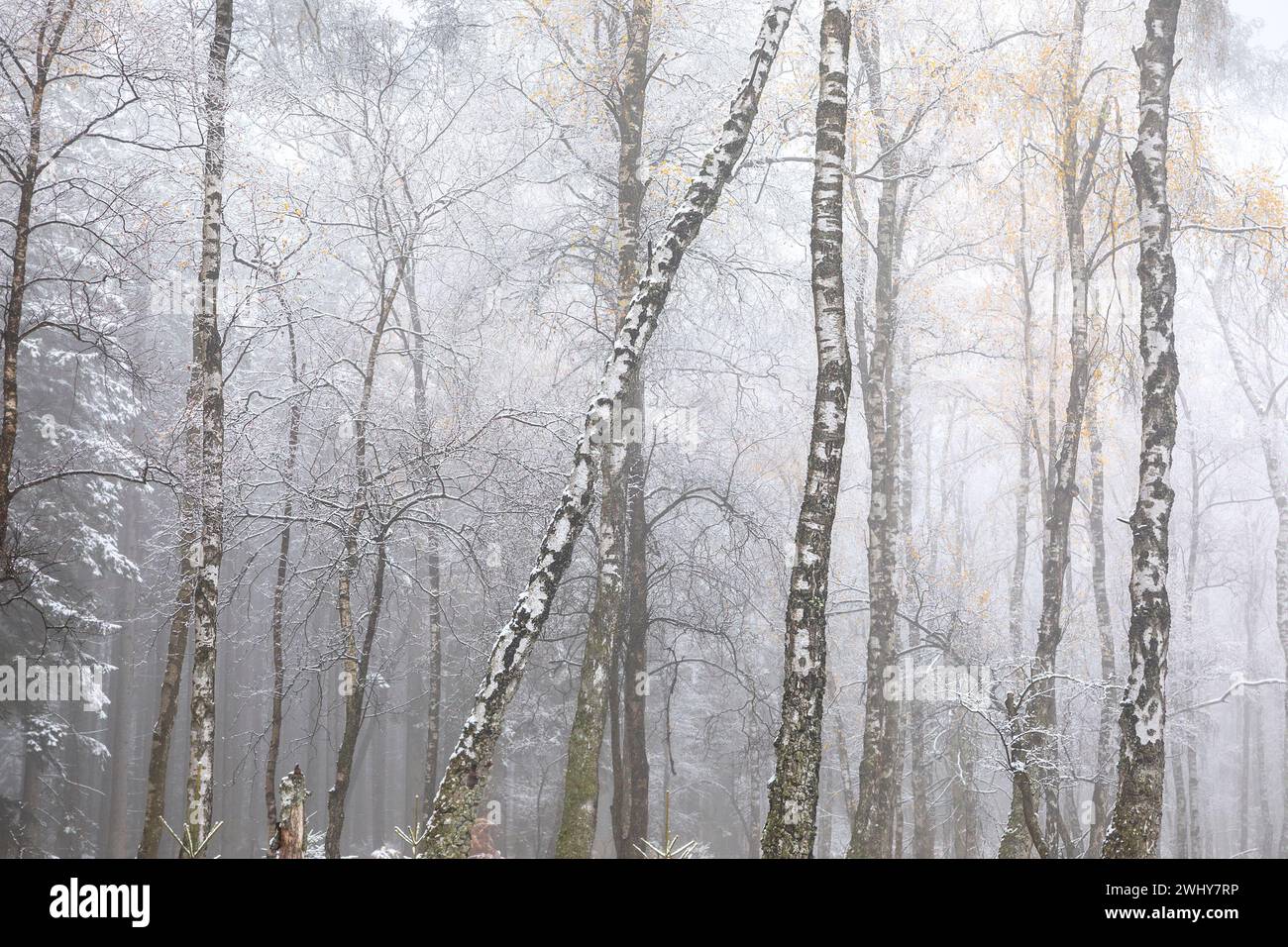 Birch forest in winter with fog Stock Photo - Alamy