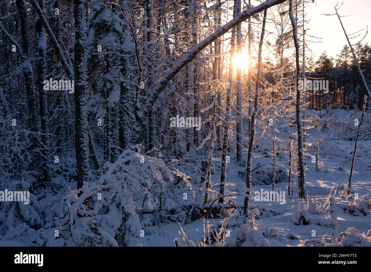 Red sunset forest hi-res stock photography and images - Alamy