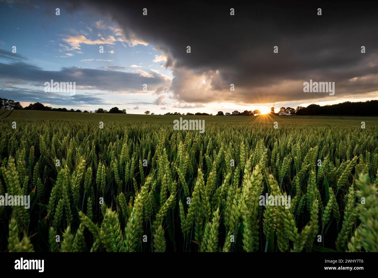 Beautiful view field wheat hi-res stock photography and images - Alamy
