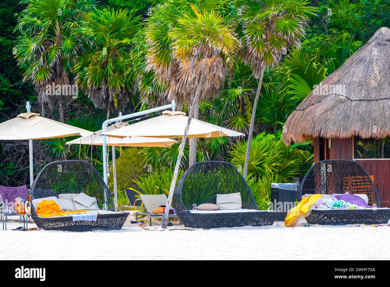 Palapa thatched roofs palm trees parasols umbrellas and sun loungers at ...