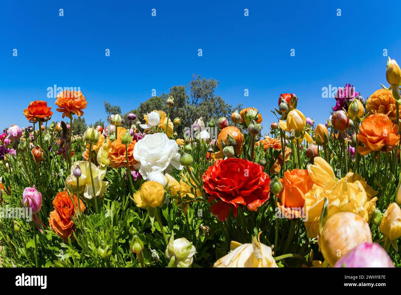 White buttercups flowers hi-res stock photography and images - Alamy