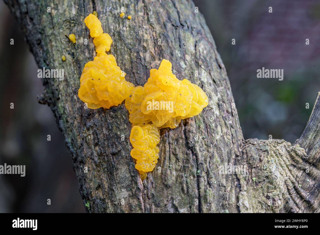 Golden yellow trembling am deciduous tree hi-res stock photography and ...