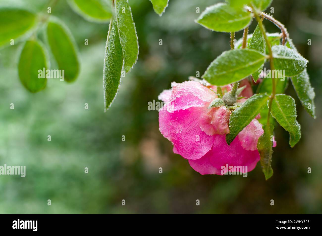 Rose flower covered with frost Stock Photo - Alamy
