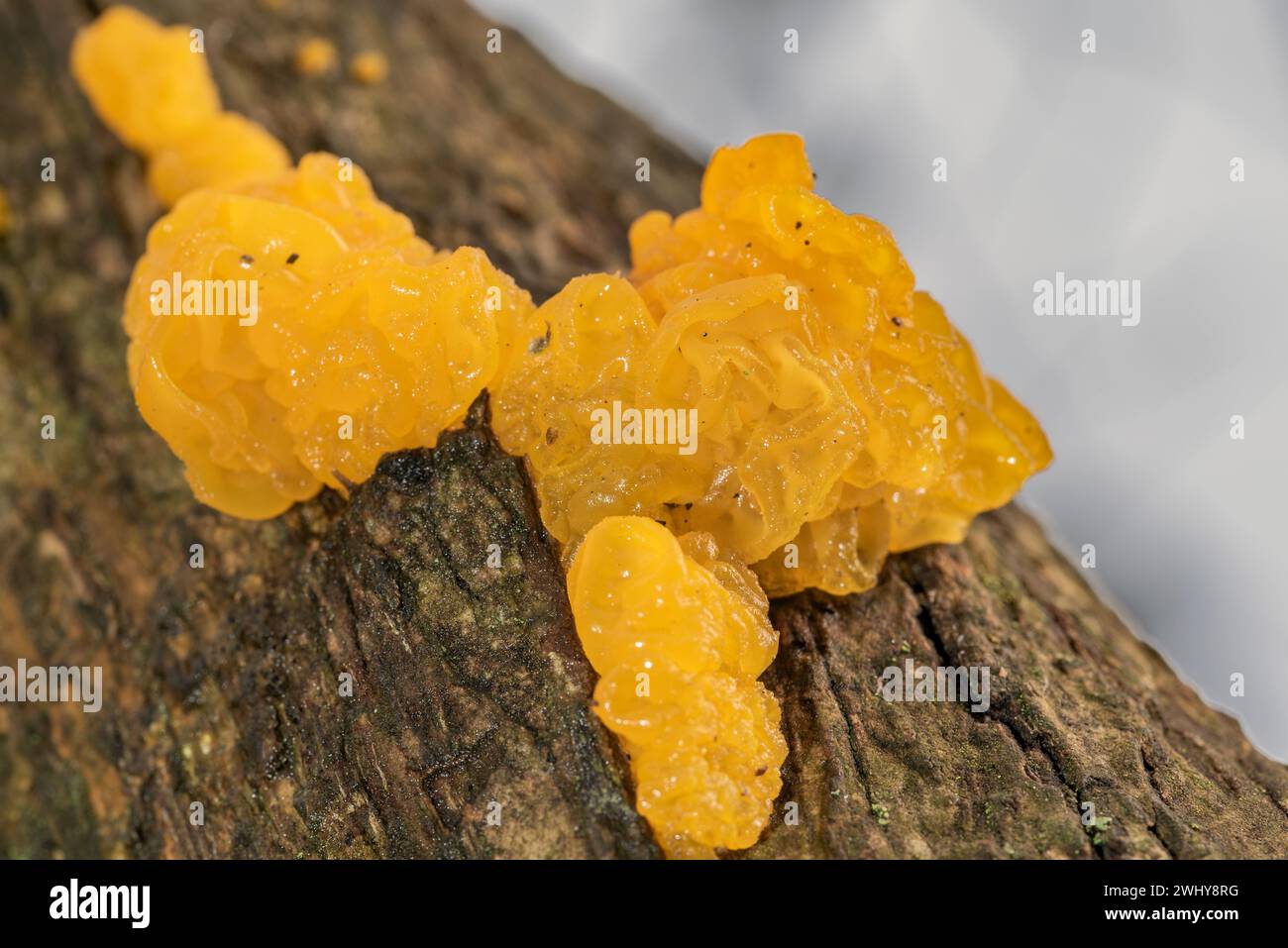 Golden yellow trembling am deciduous tree hi-res stock photography and ...