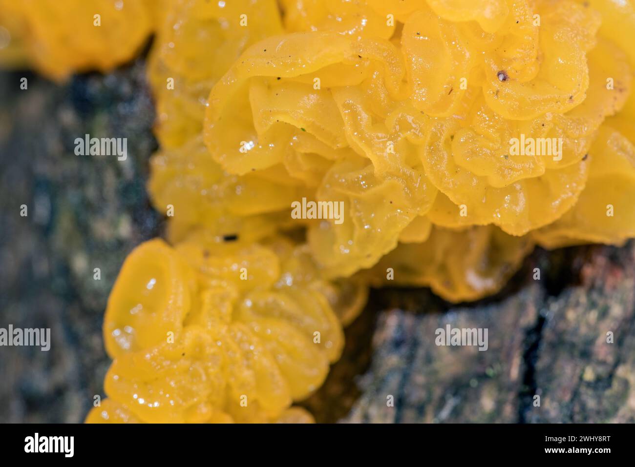 Golden yellow trembling am deciduous tree hi-res stock photography and ...