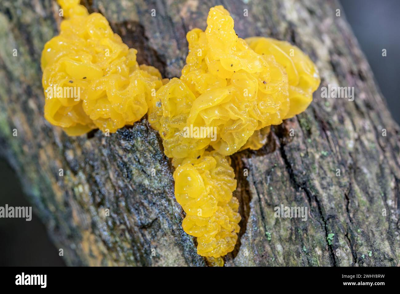 Golden yellow trembling am deciduous tree hi-res stock photography and ...
