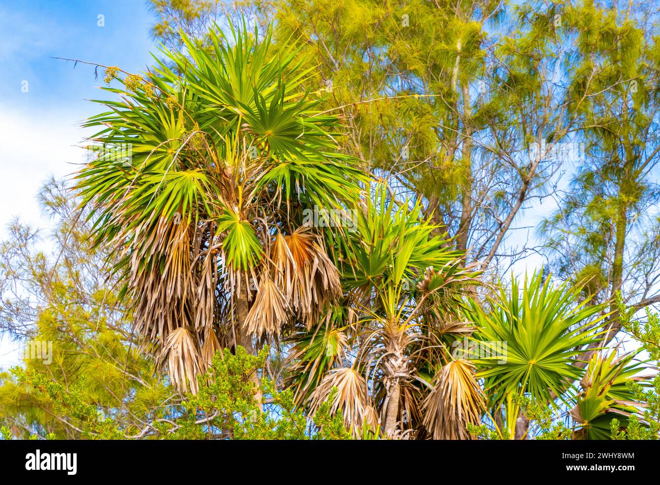 Palm tree leaves seeds fruits of a tropical green exotic and Caribbean ...