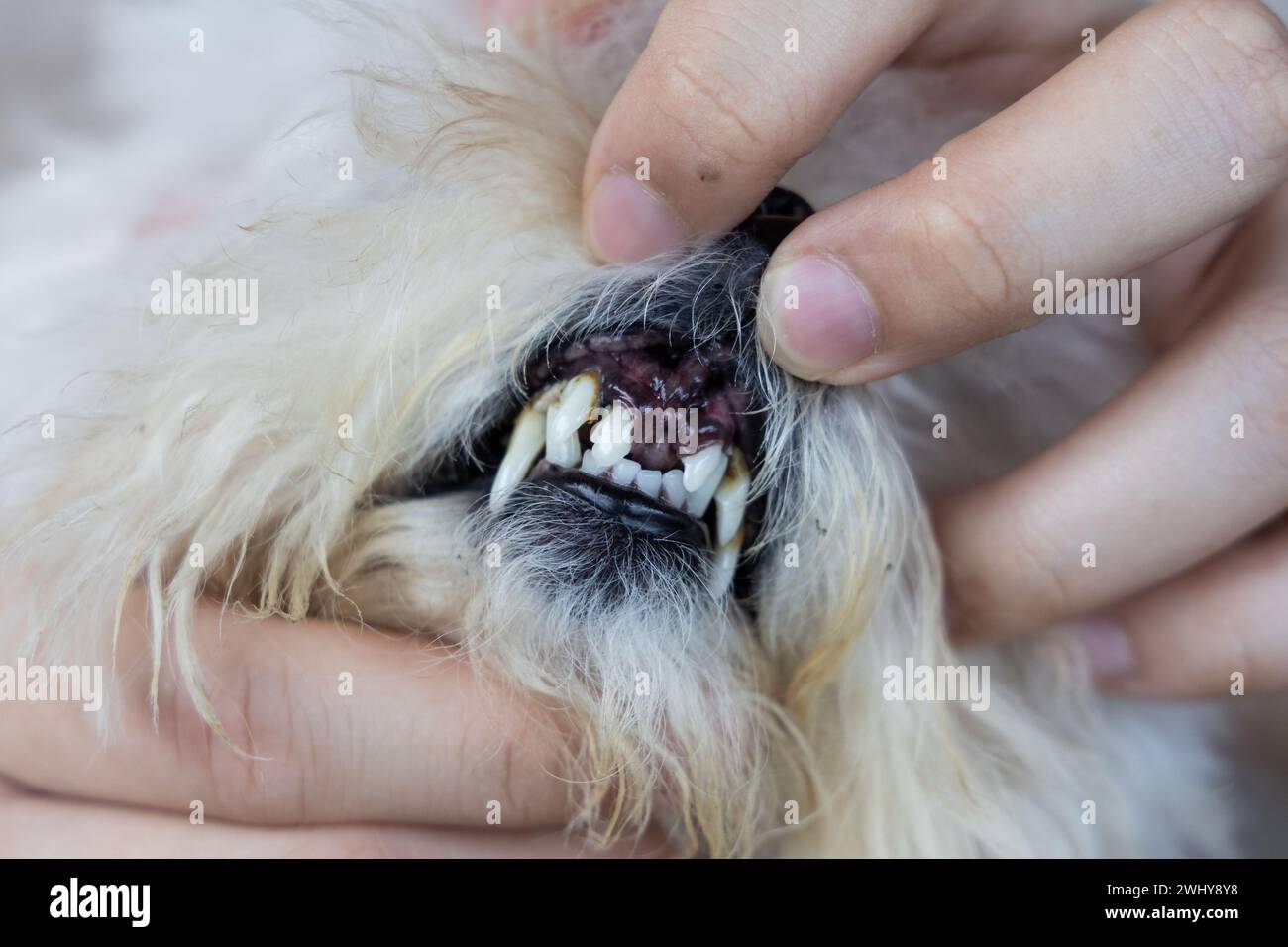 Oral cavity hi-res stock photography and images - Alamy