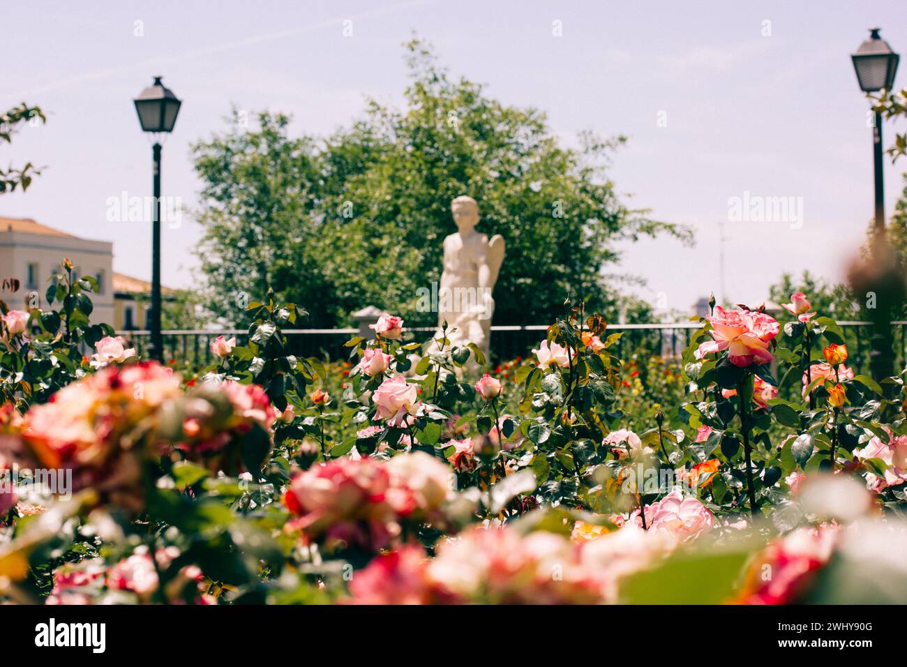 Madrid, Spain. July 1, 2023 Rose garden with many red and pink roses ...