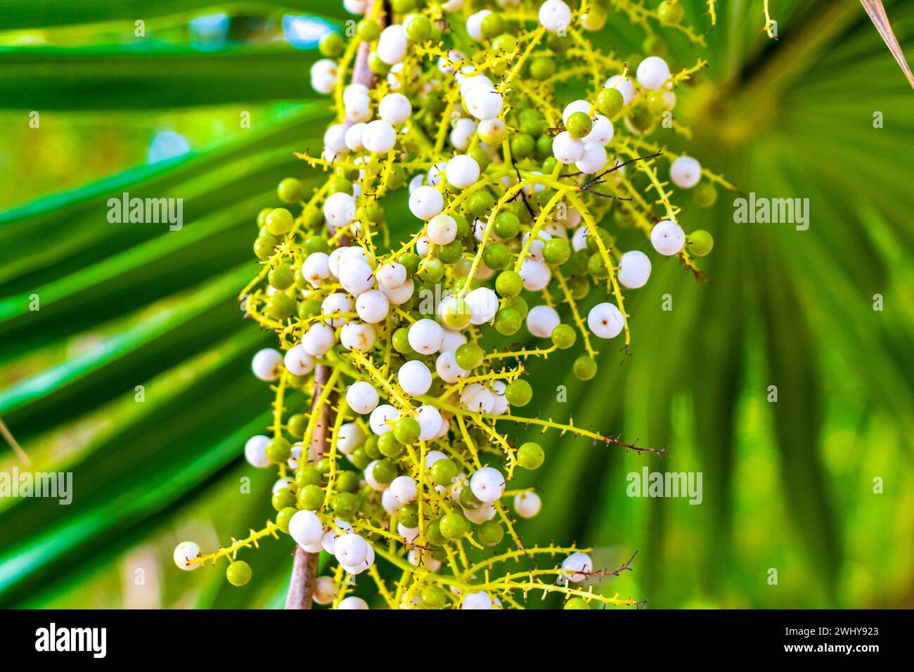 Palm tree leaves seeds fruits of a tropical green exotic and Caribbean ...