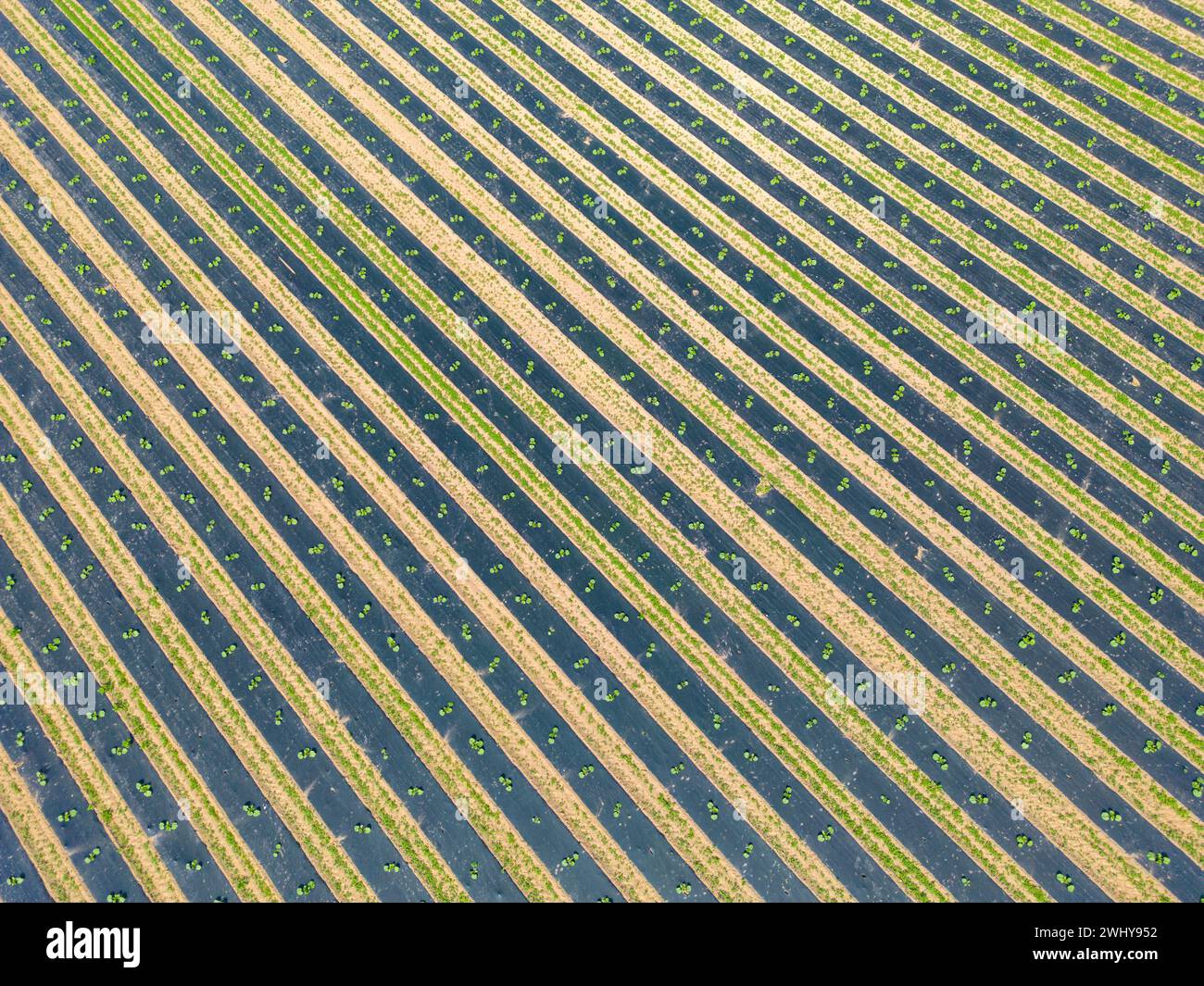 Aerial view of vegetable fields in Brittany Stock Photo - Alamy