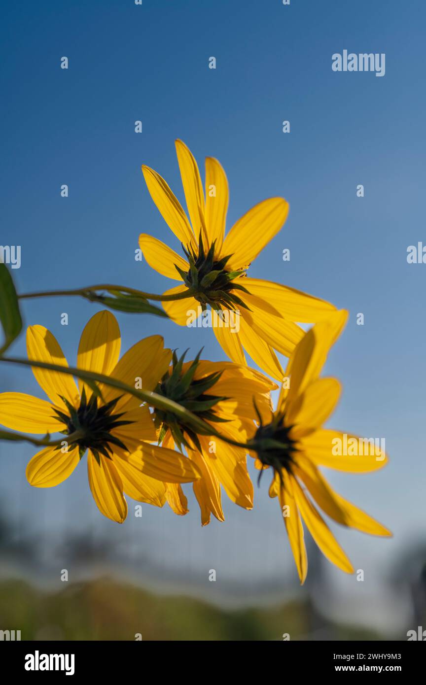 Yellow flowers of The Jerusalem artichoke (Helianthus tuberosus ...