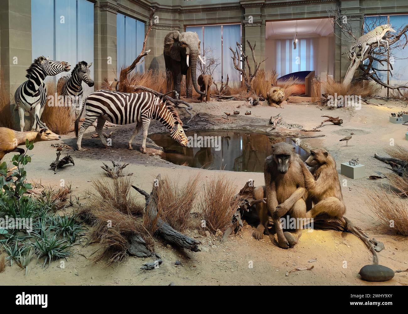 Lichthof Museum Koenig, Natural History Museum and Way of Democracy ...