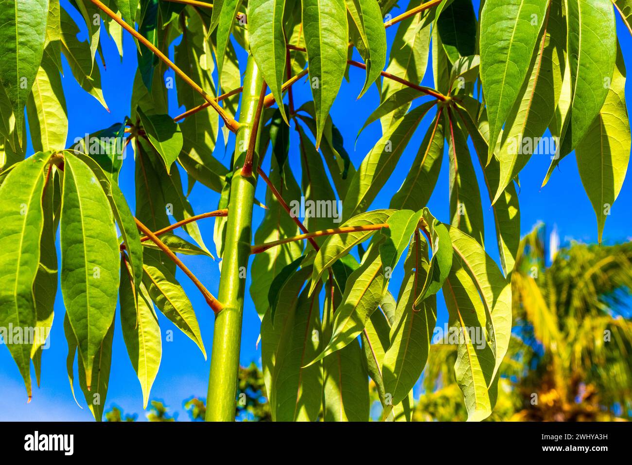 Young green beautiful Kapok tree Ceiba tree with spikes in tropical ...