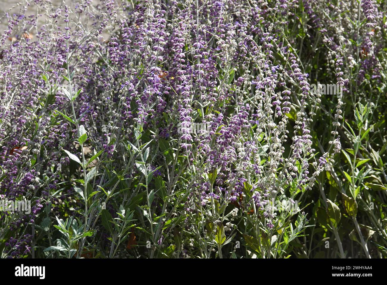 Perovskia atriplicifolia, Russian Sage Stock Photo - Alamy