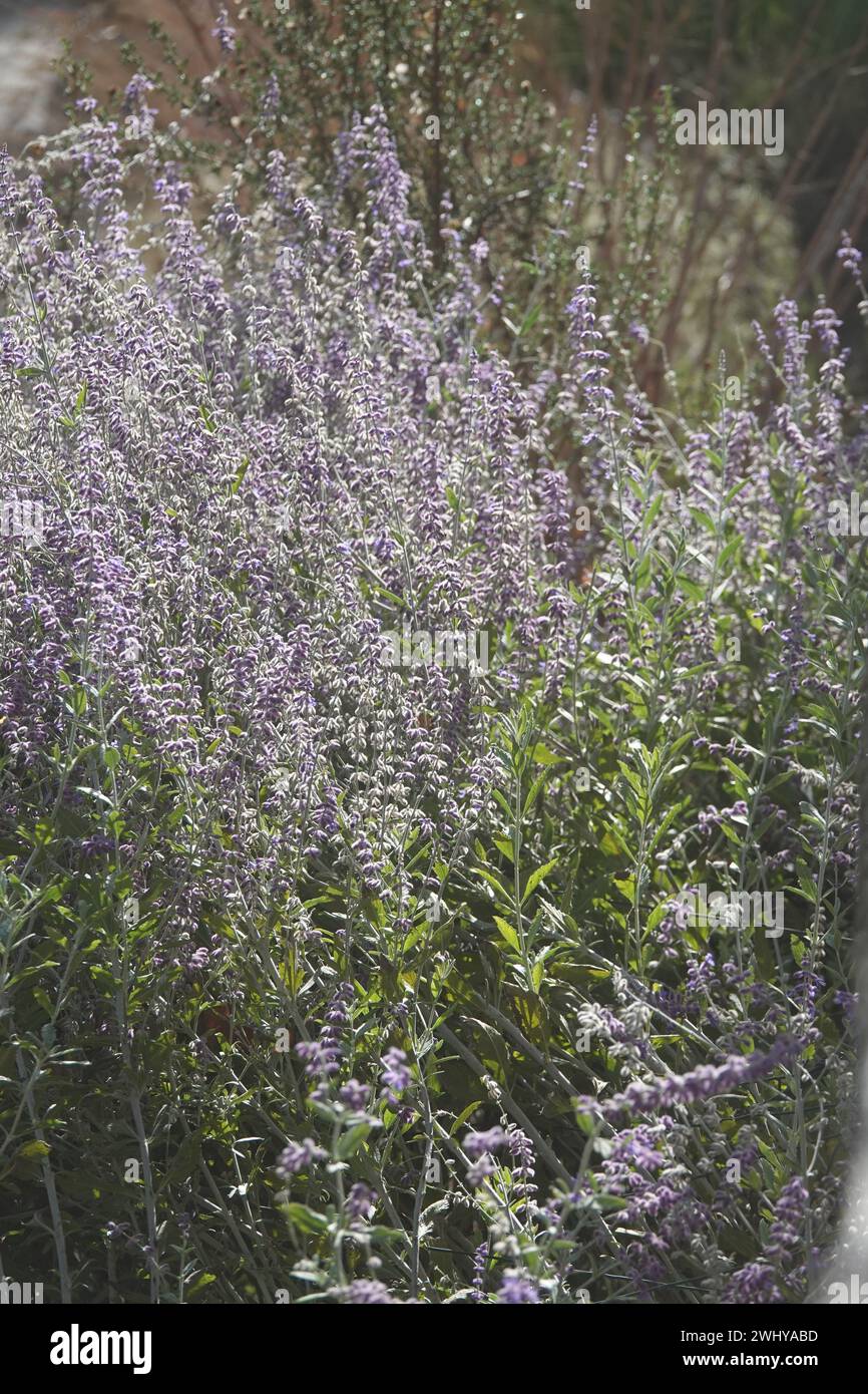 Perovskia Russian Sage Plants For Sale Perovskia