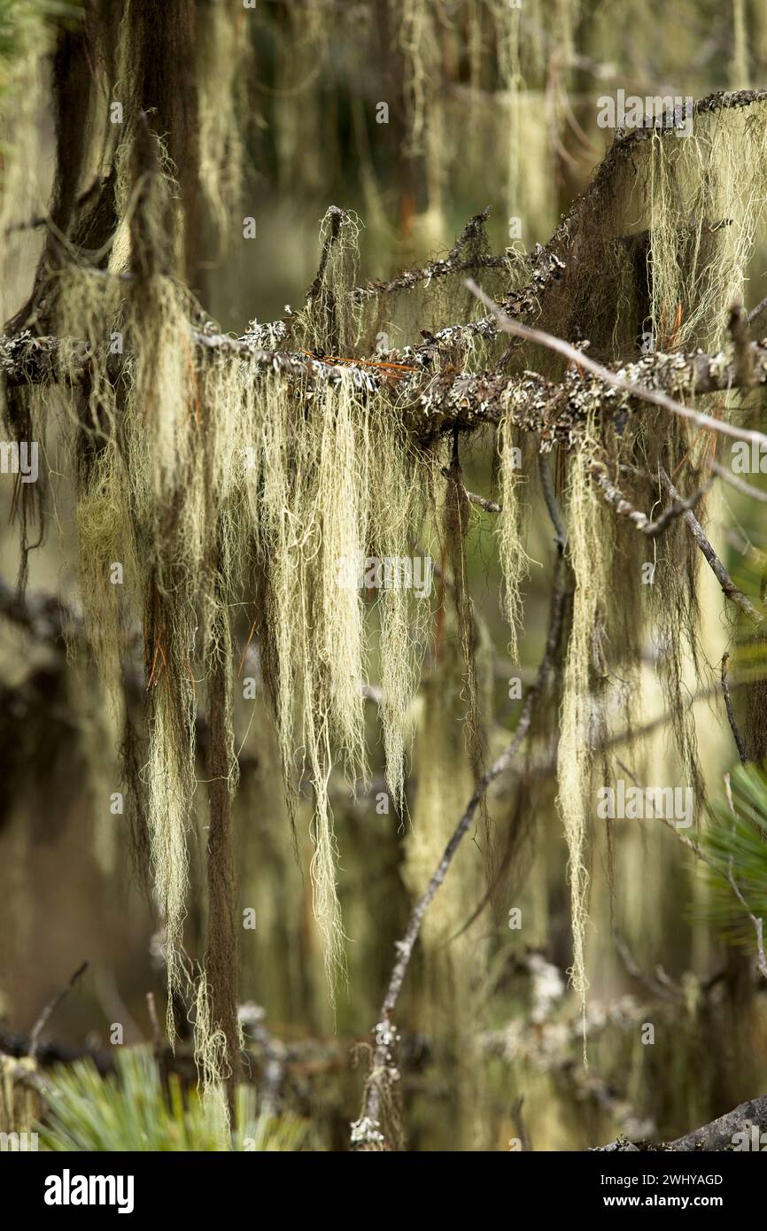 Species isolated branches hi-res stock photography and images - Alamy
