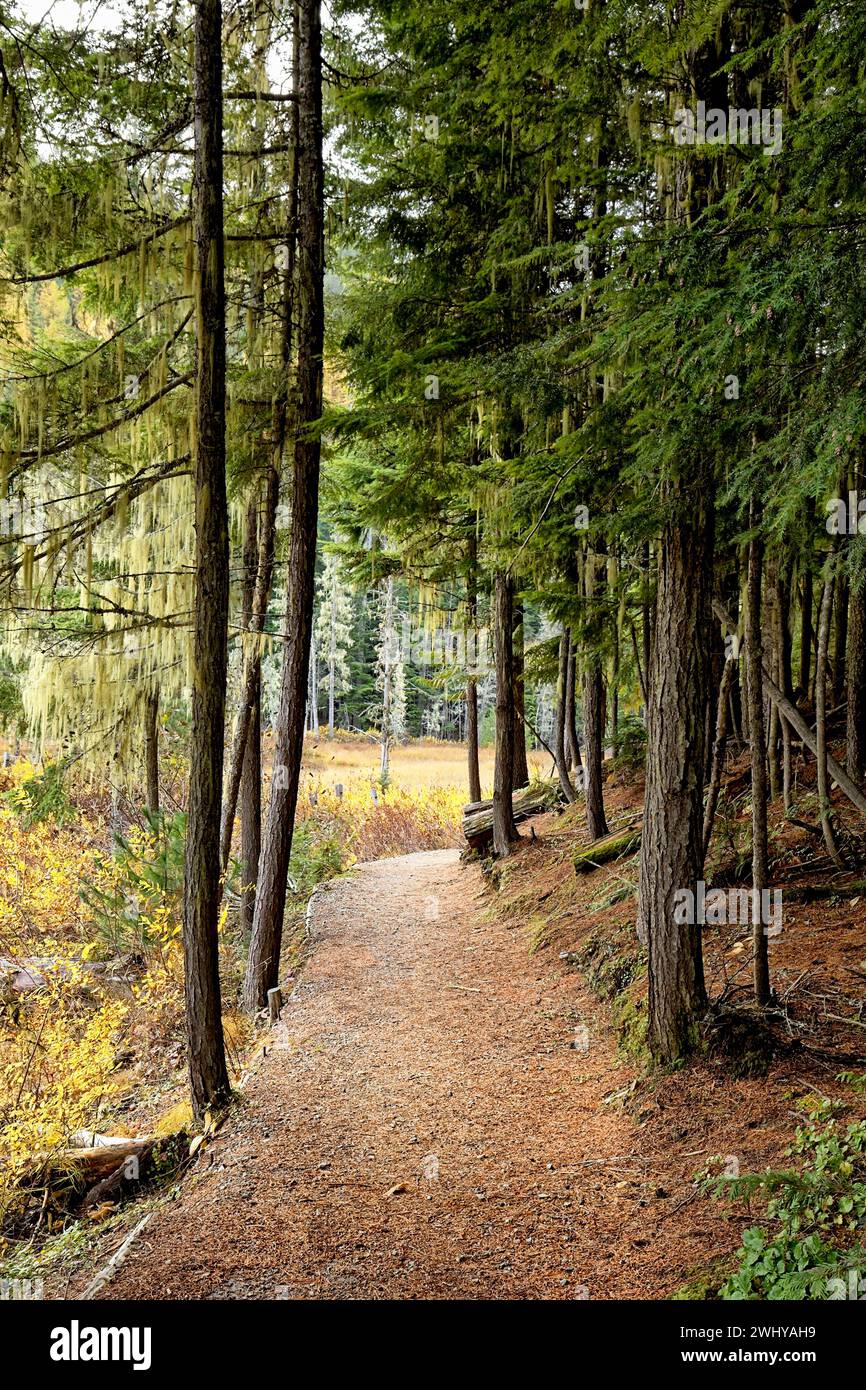 People walking forest scene trees nature pathway hi-res stock ...