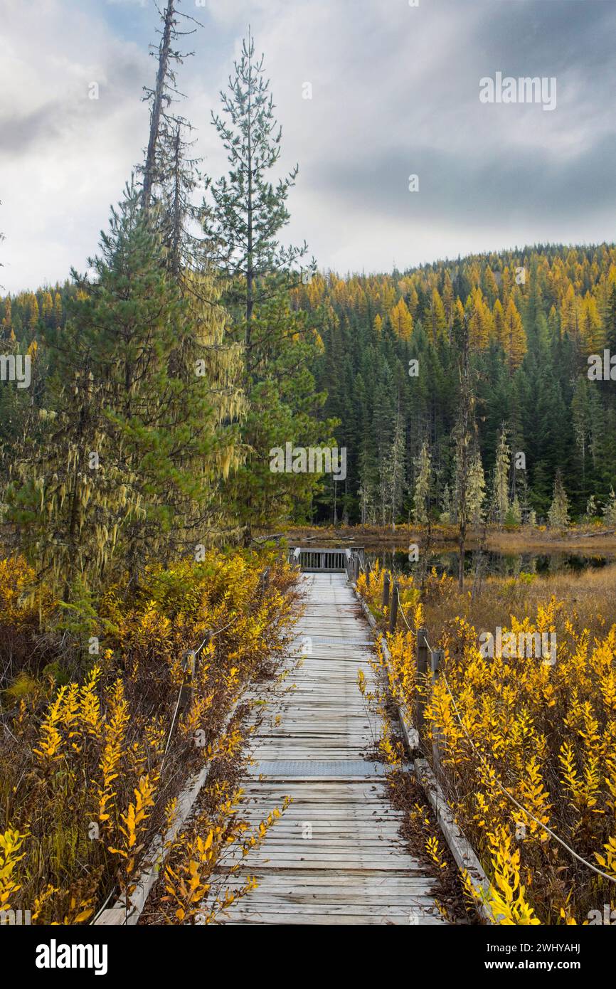 Wooden walking path leading to small lake Stock Photo - Alamy