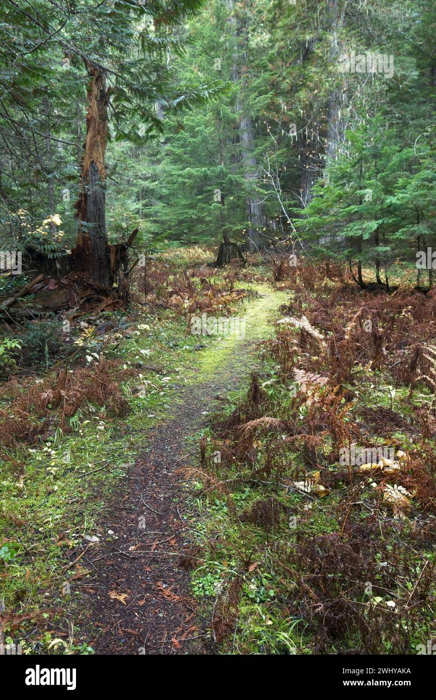 Hike through the woods hi-res stock photography and images - Alamy