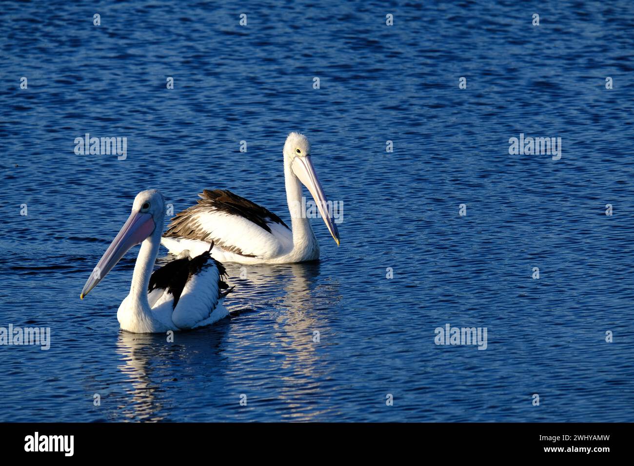 Two pelicans on the ocean Stock Photo - Alamy