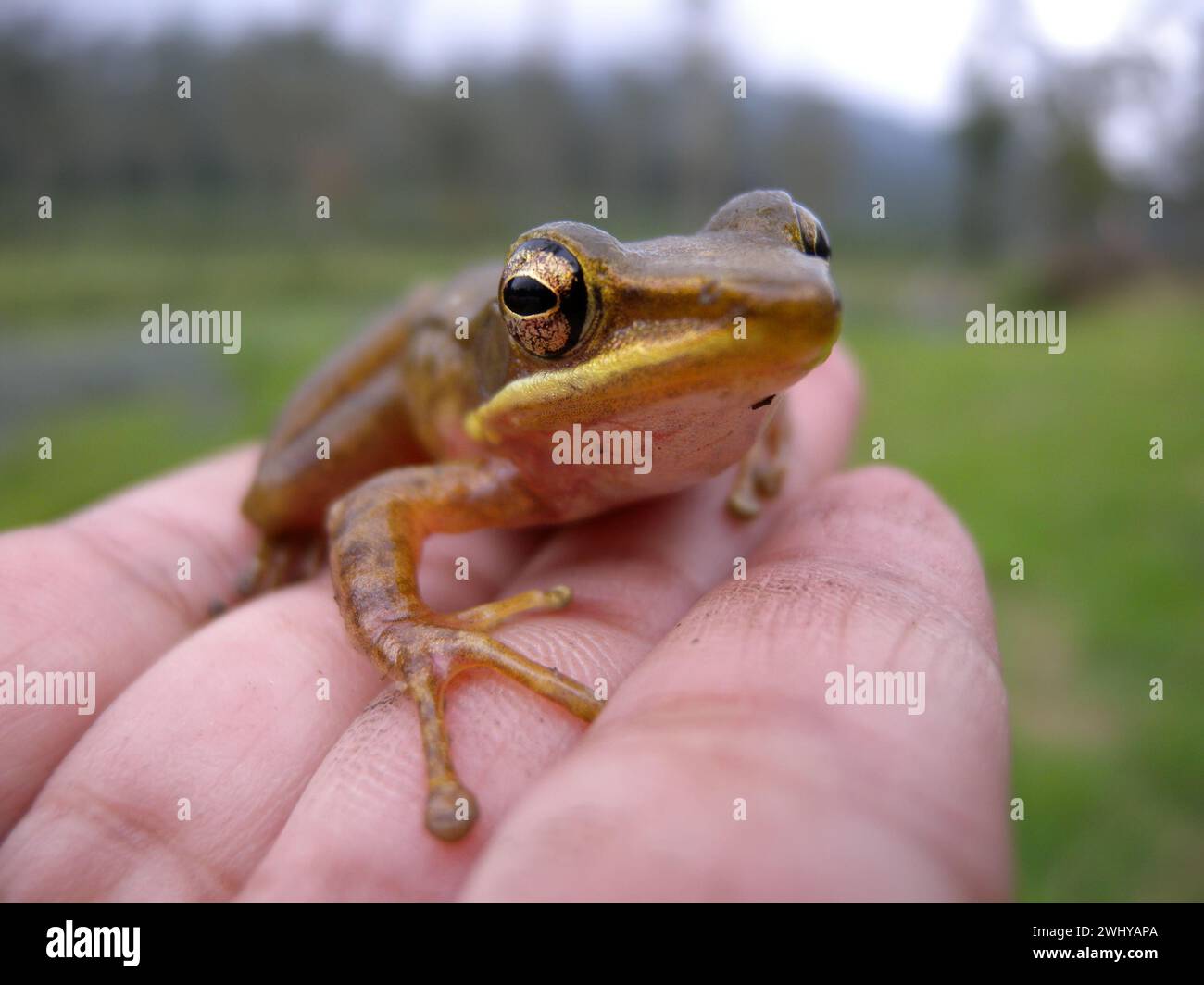 Closeup of baby frog on hand blur background Stock Photo - Alamy