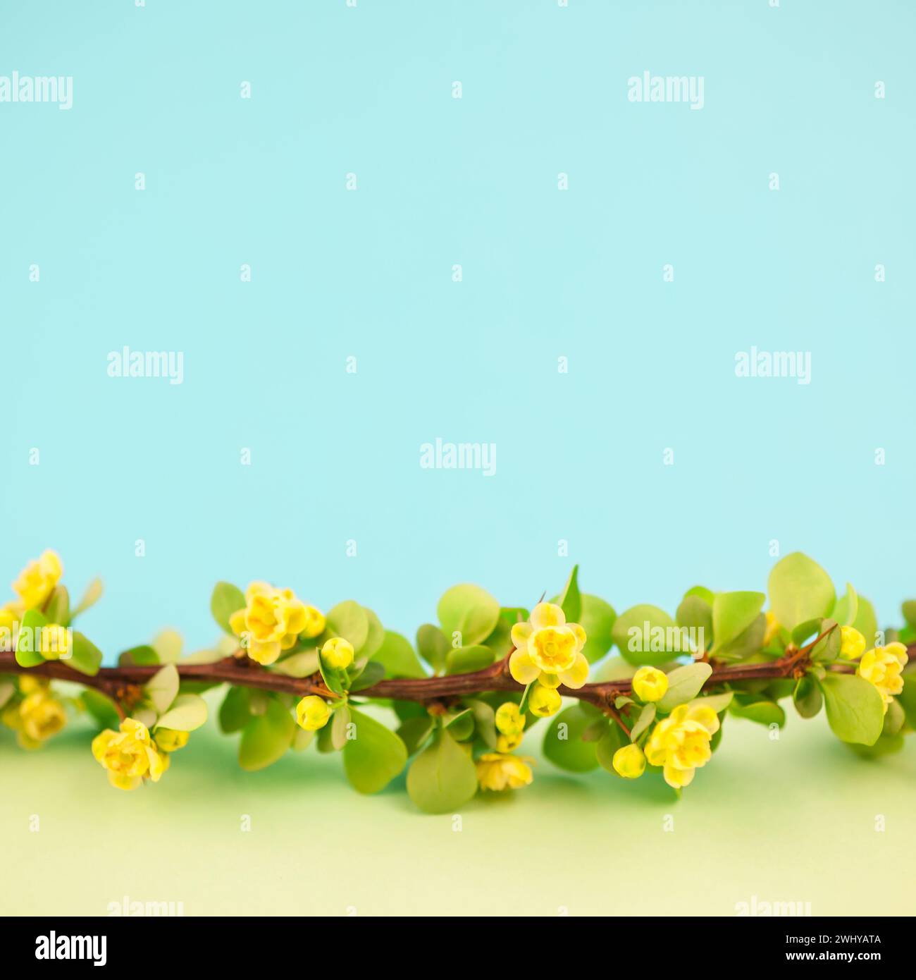 Blue spring branch fruit hi-res stock photography and images - Alamy