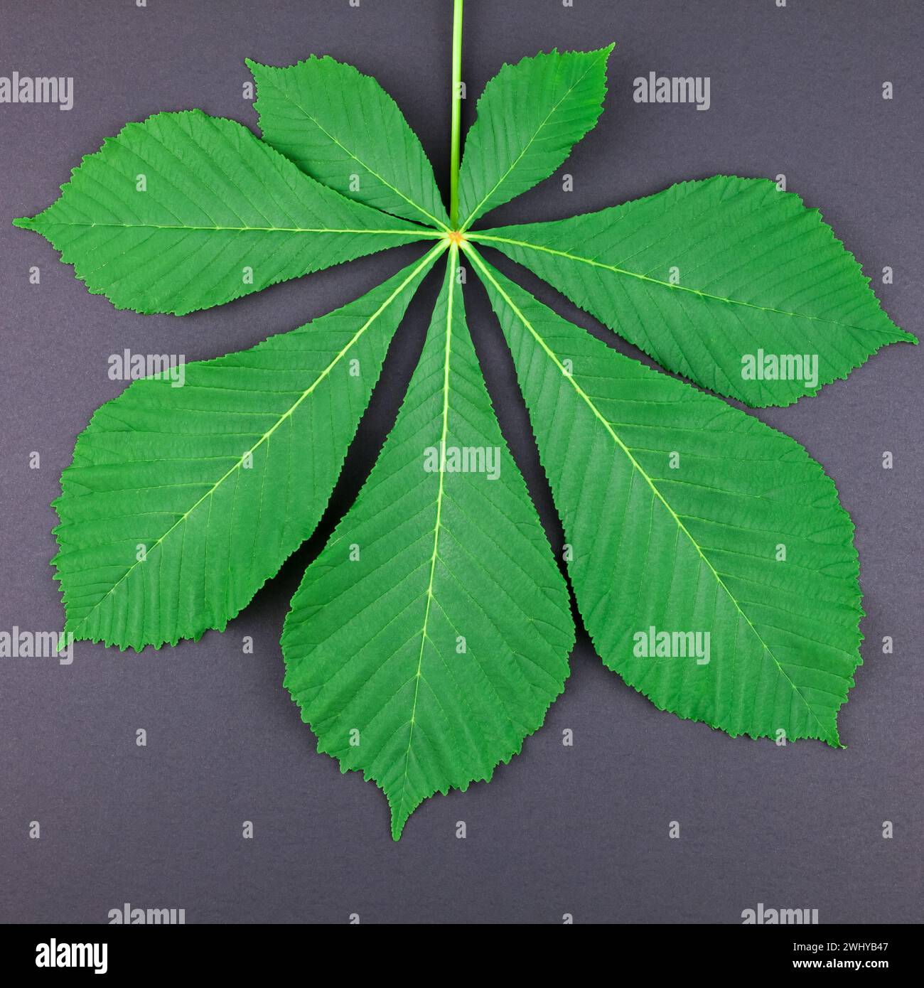 Fresh green chestnut hi-res stock photography and images - Alamy