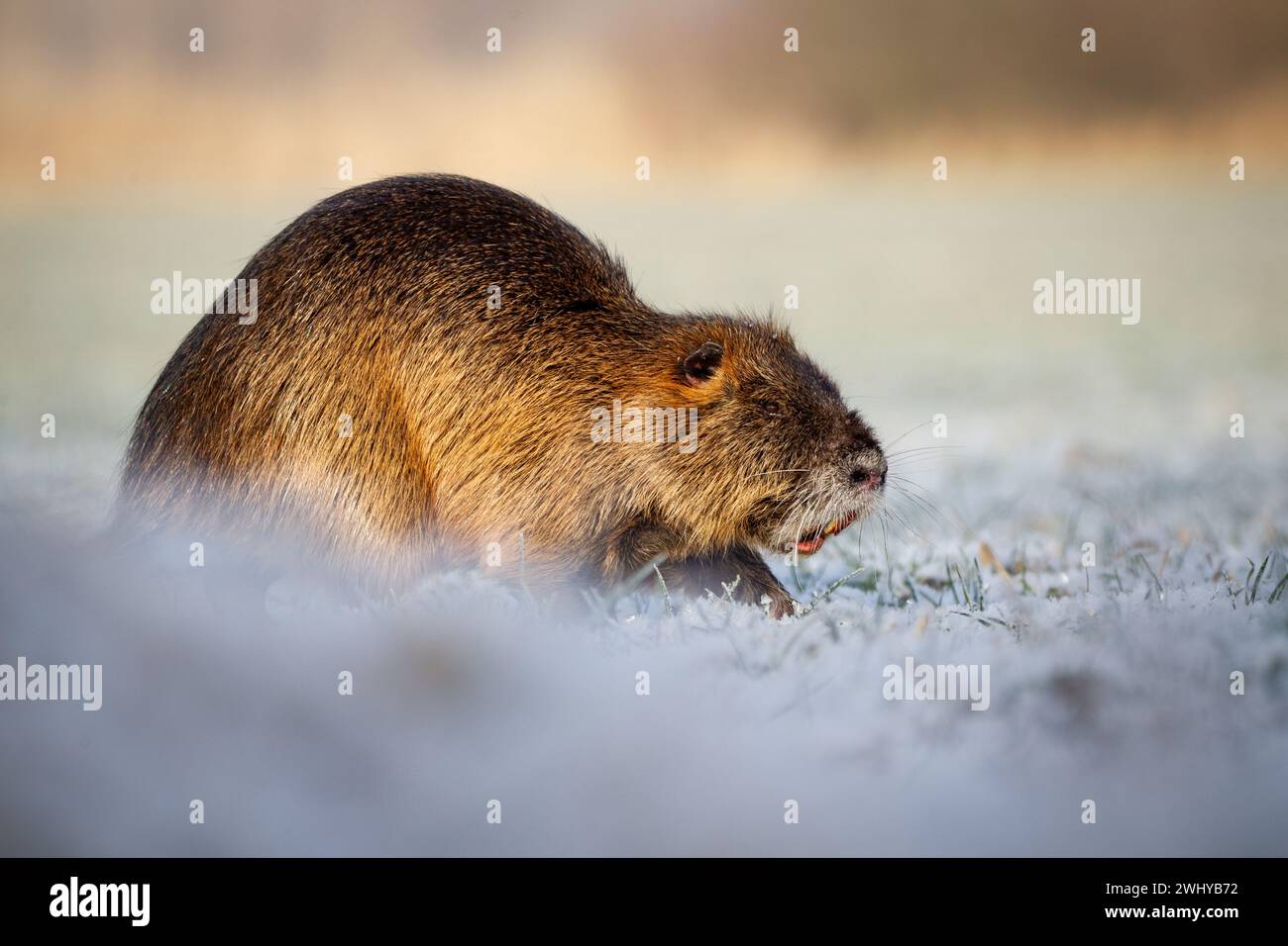 Nutria in search of food on the ice Stock Photo - Alamy