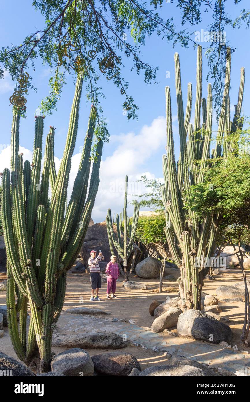 Cactus plants at Casibari rock formations, Paradera, Aruba, ABC Islands ...