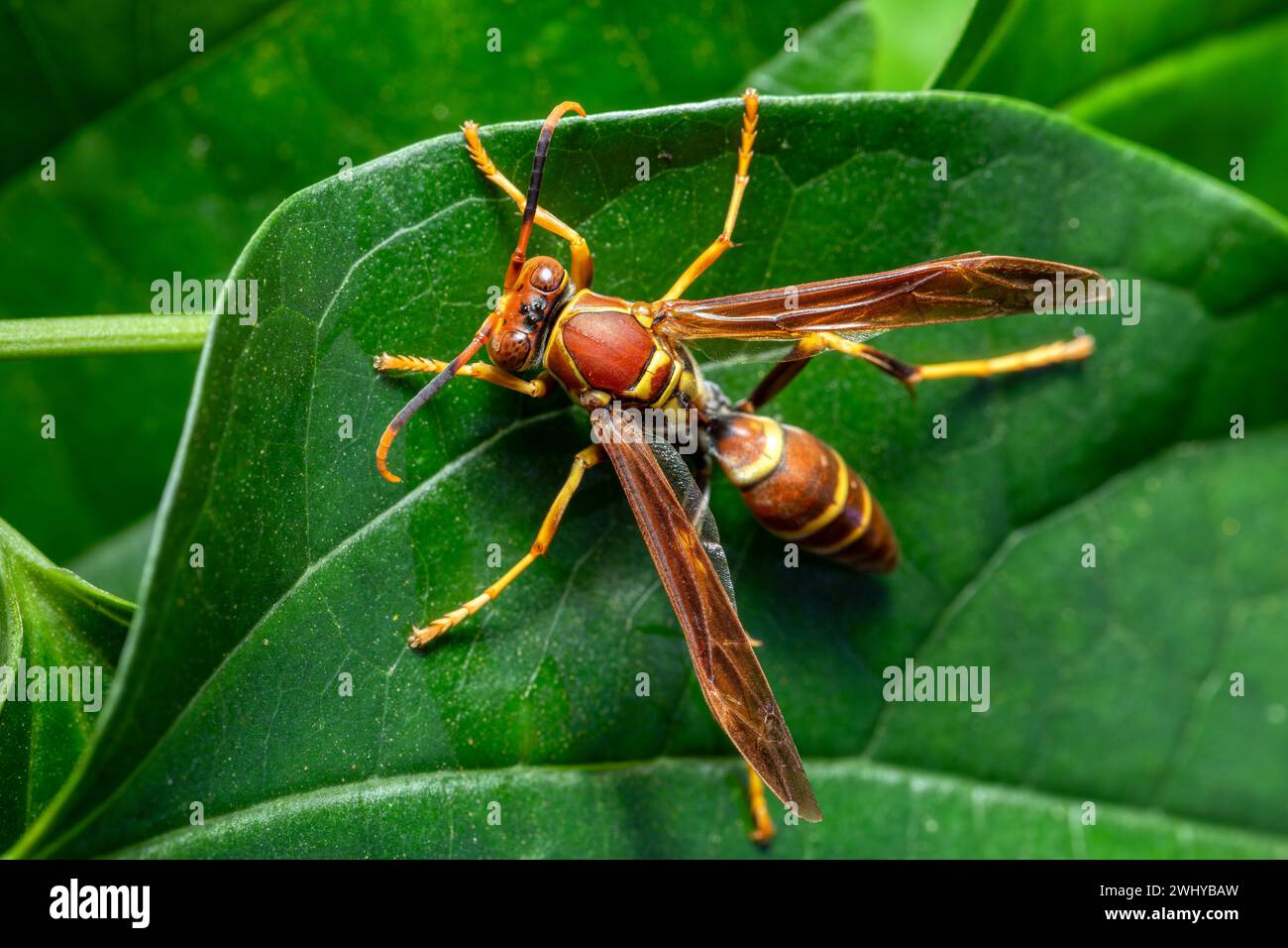Polistes instabilis known as paper wasp . Monte Verde, Santa Elena ...