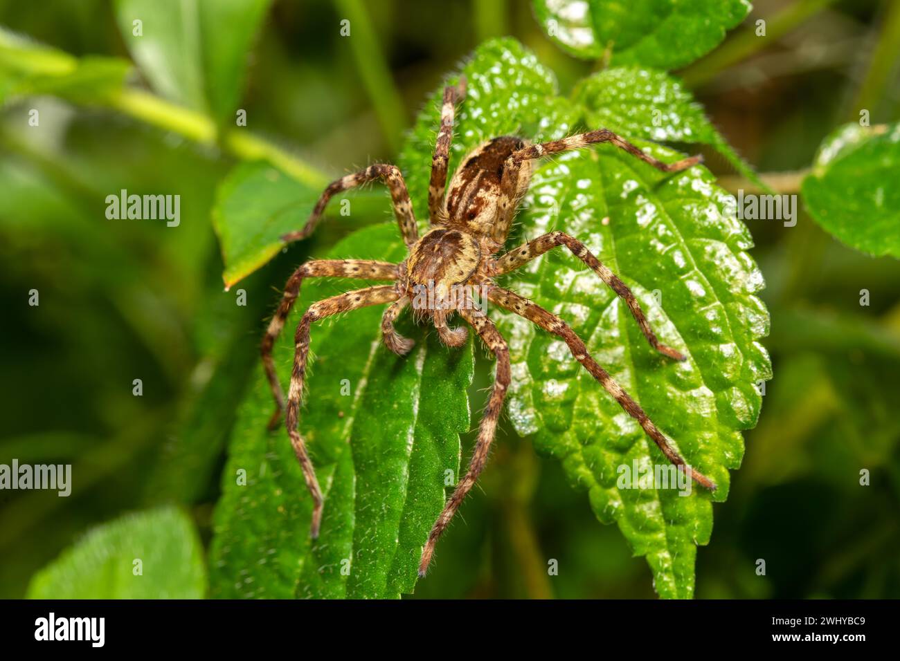 Probably Lycosoidea sp spiders. Monte Verde, Santa Elena, Costa Rica ...