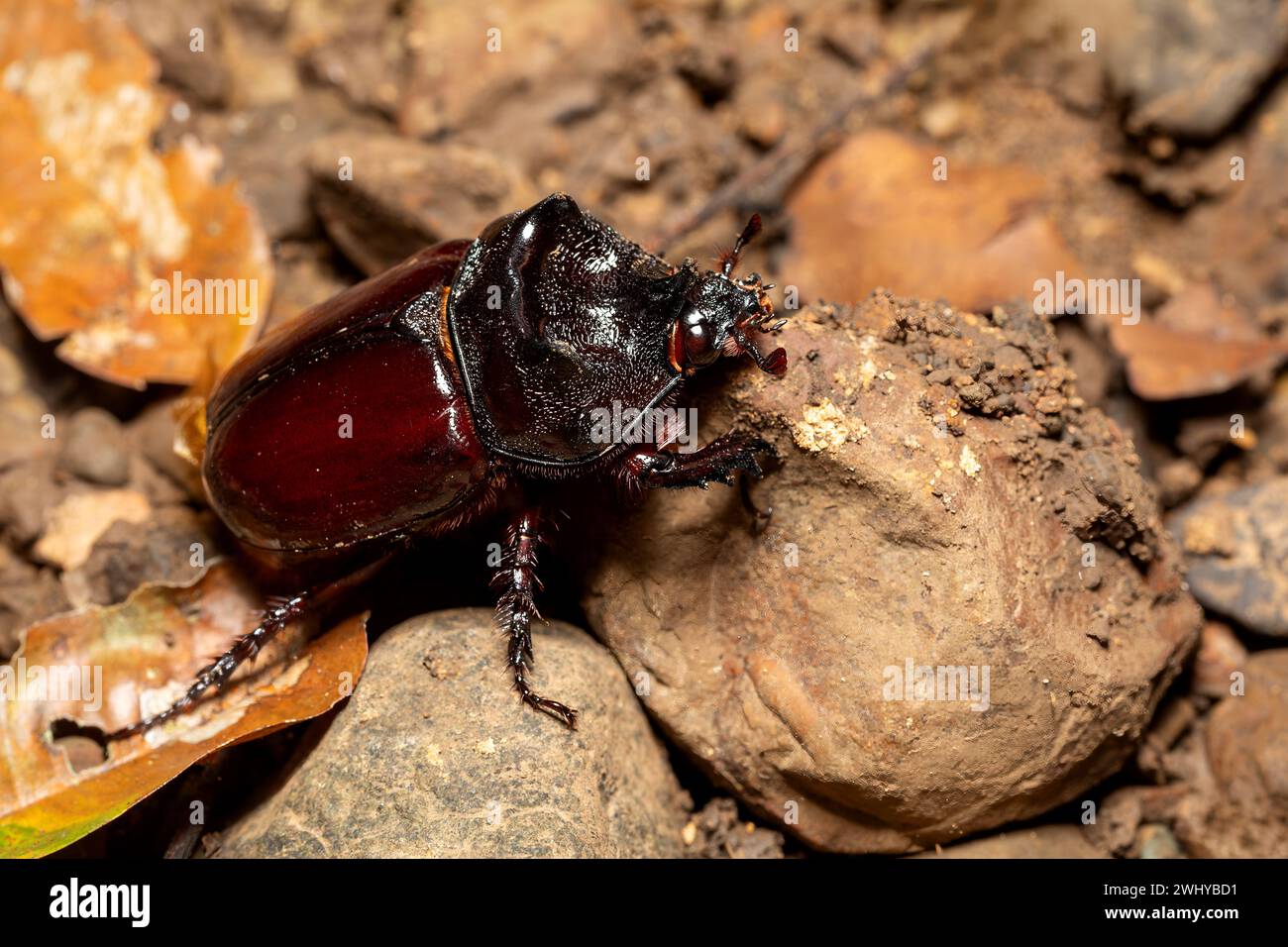 Strategus aloeus, rhinoceros beetle, Carara National Park, Costa Rica ...