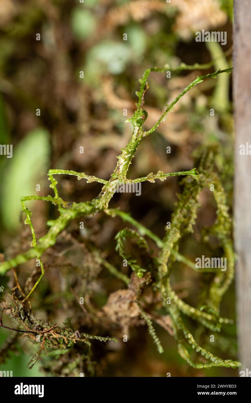 Stick insects hi-res stock photography and images - Alamy