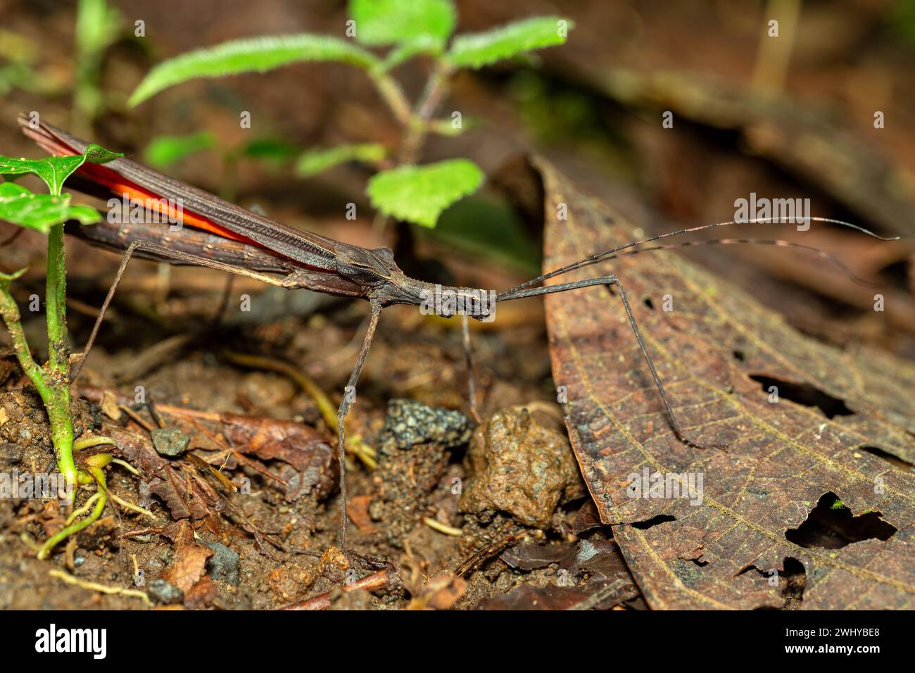 Pseudophasma, Pseudophasmatidae is a family of stick insect. Volcano ...